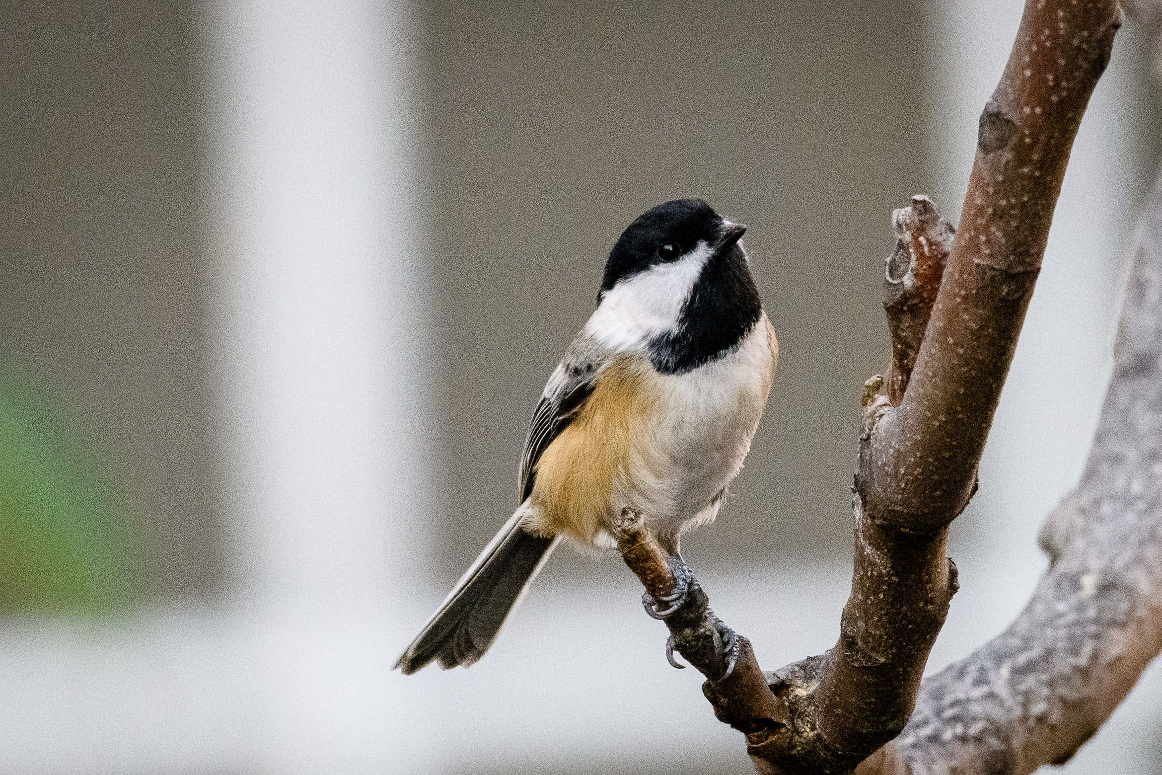 Birds of Quarantine – joshmadison.com