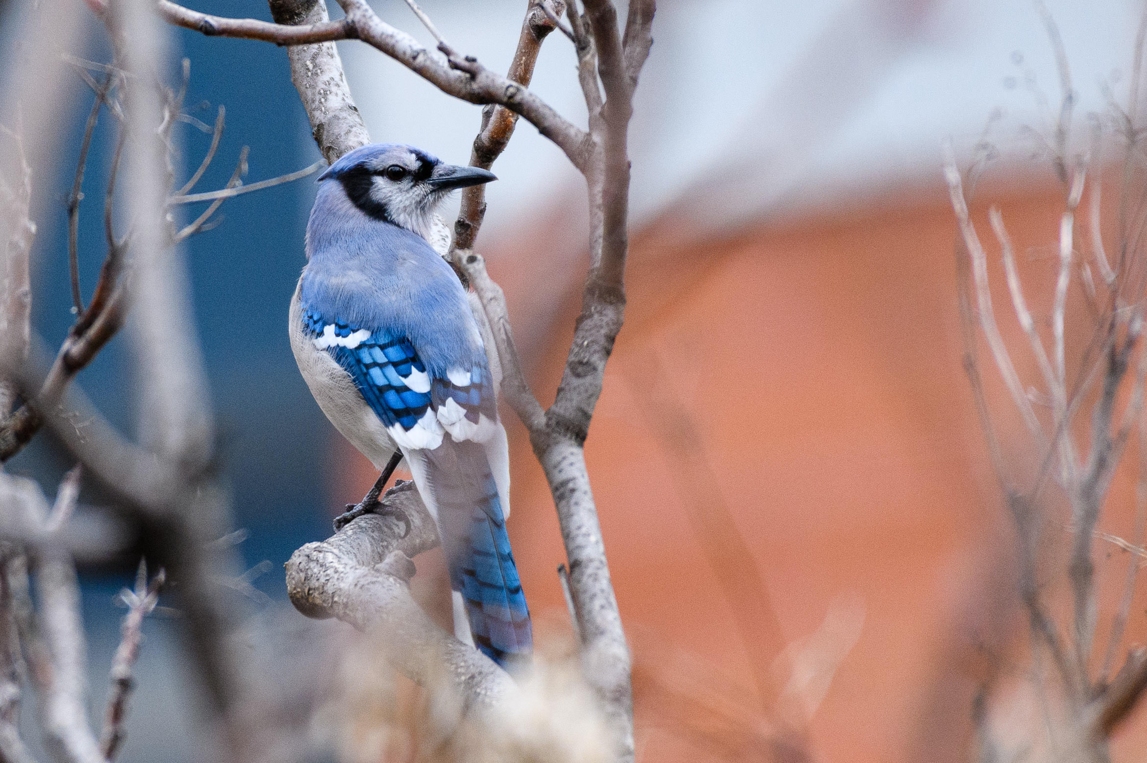 Birds of Quarantine – joshmadison.com