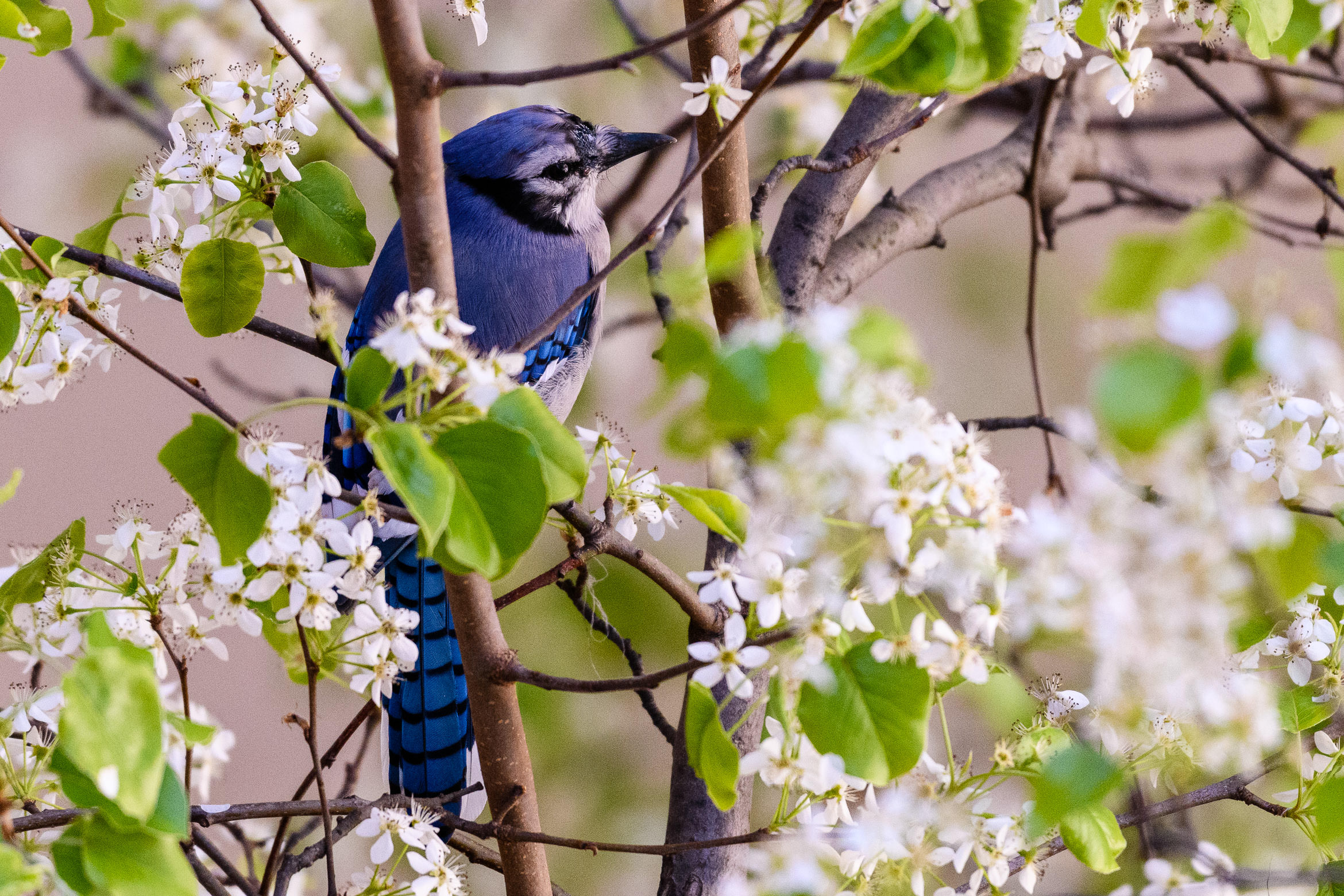 Birds of Quarantine – joshmadison.com