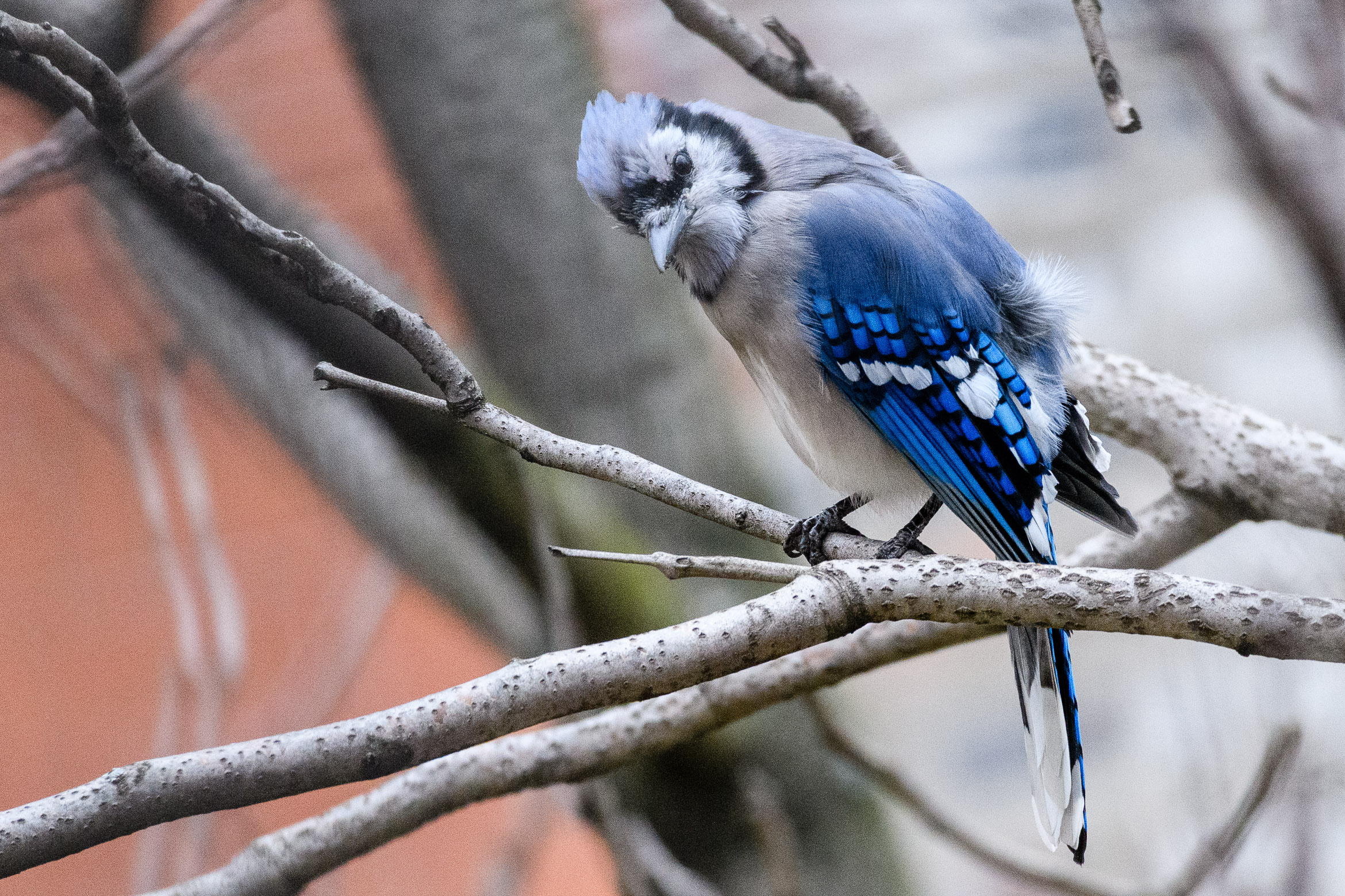 Birds of Quarantine – joshmadison.com