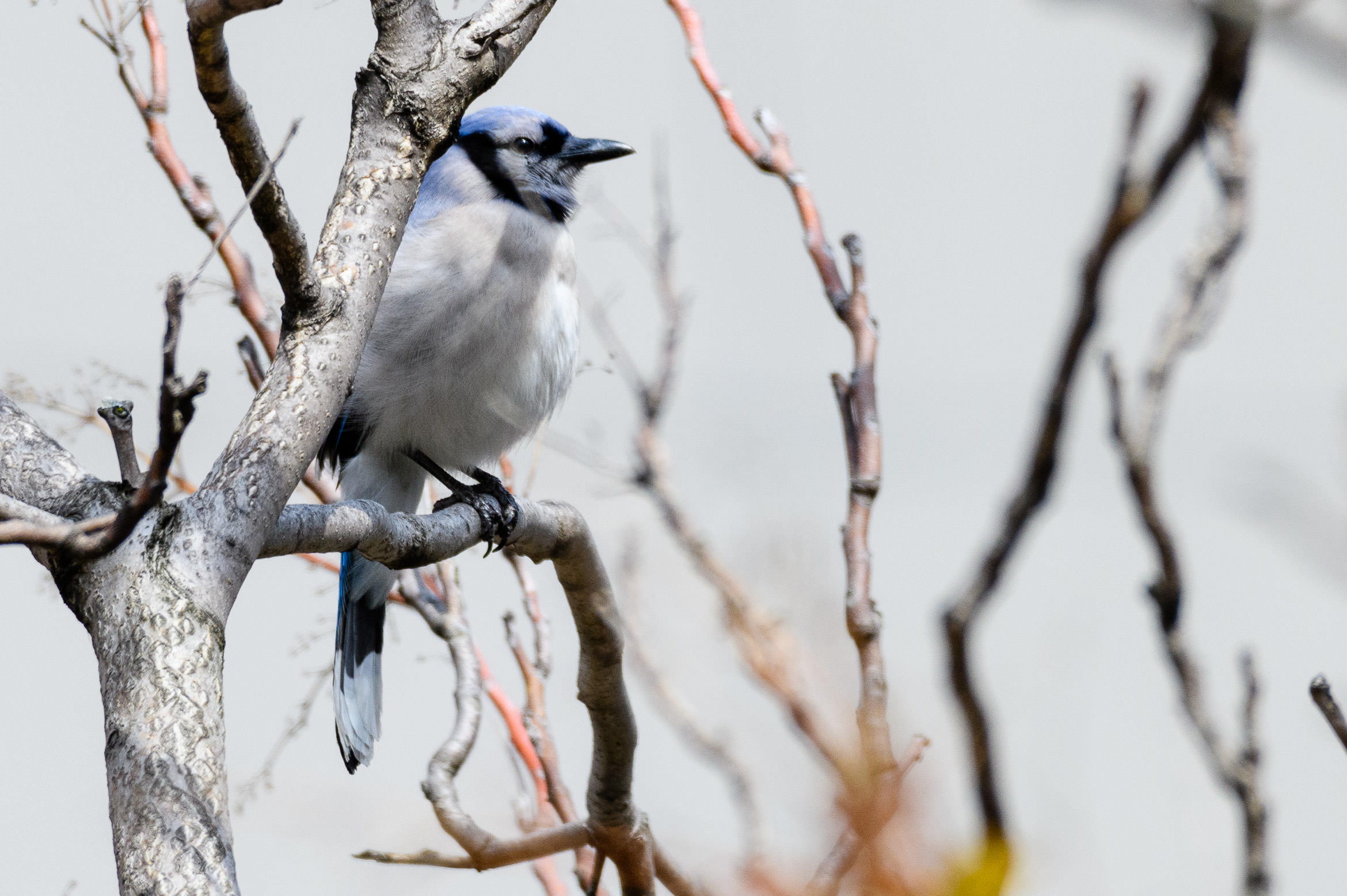 Birds of Quarantine – joshmadison.com