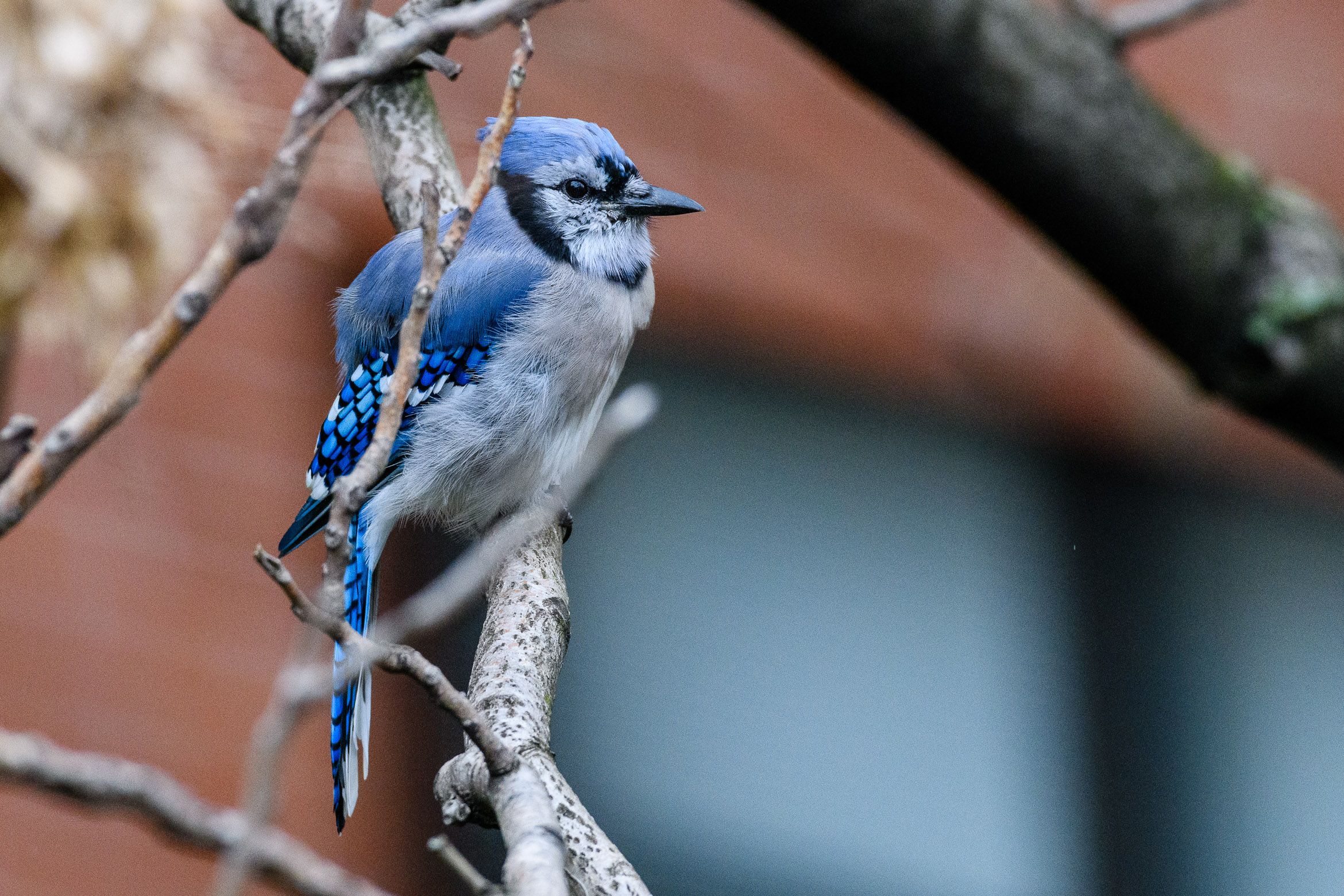 Birds of Quarantine – joshmadison.com
