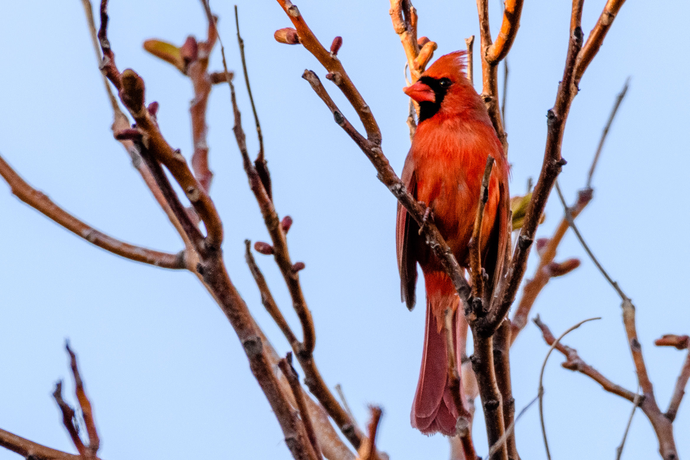 Birds of Quarantine – joshmadison.com