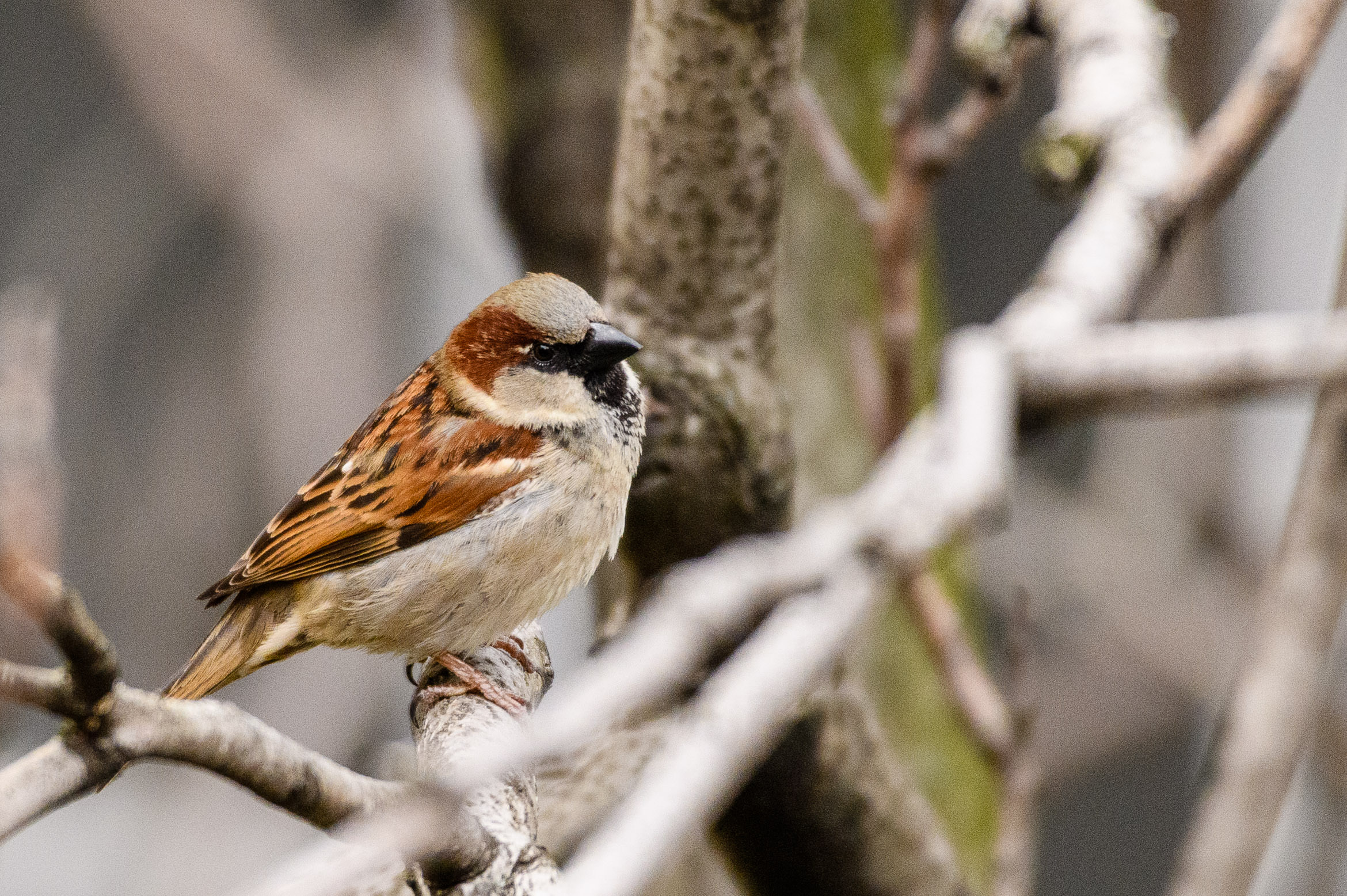 Birds of Quarantine – joshmadison.com