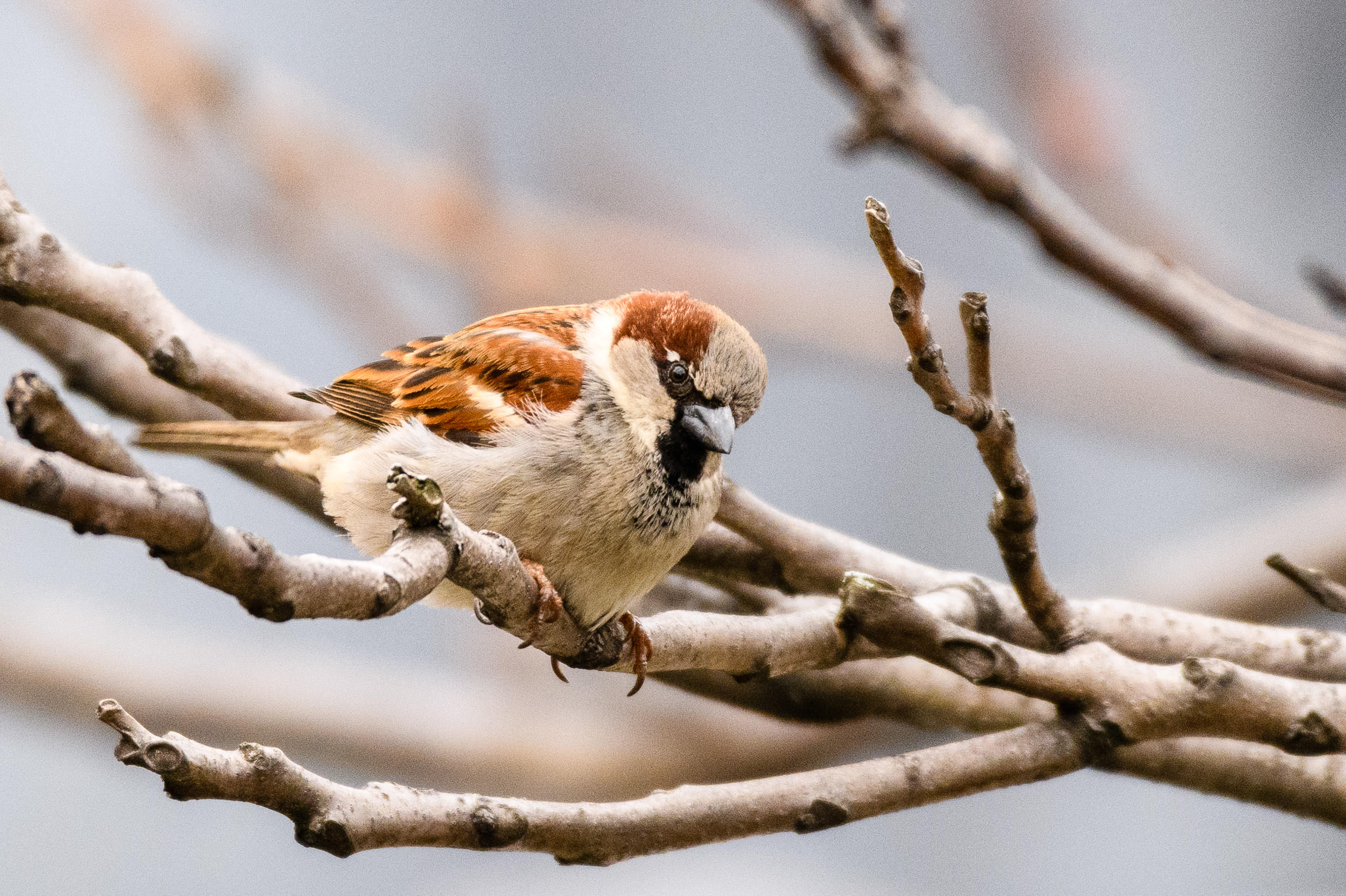 Birds of Quarantine – joshmadison.com