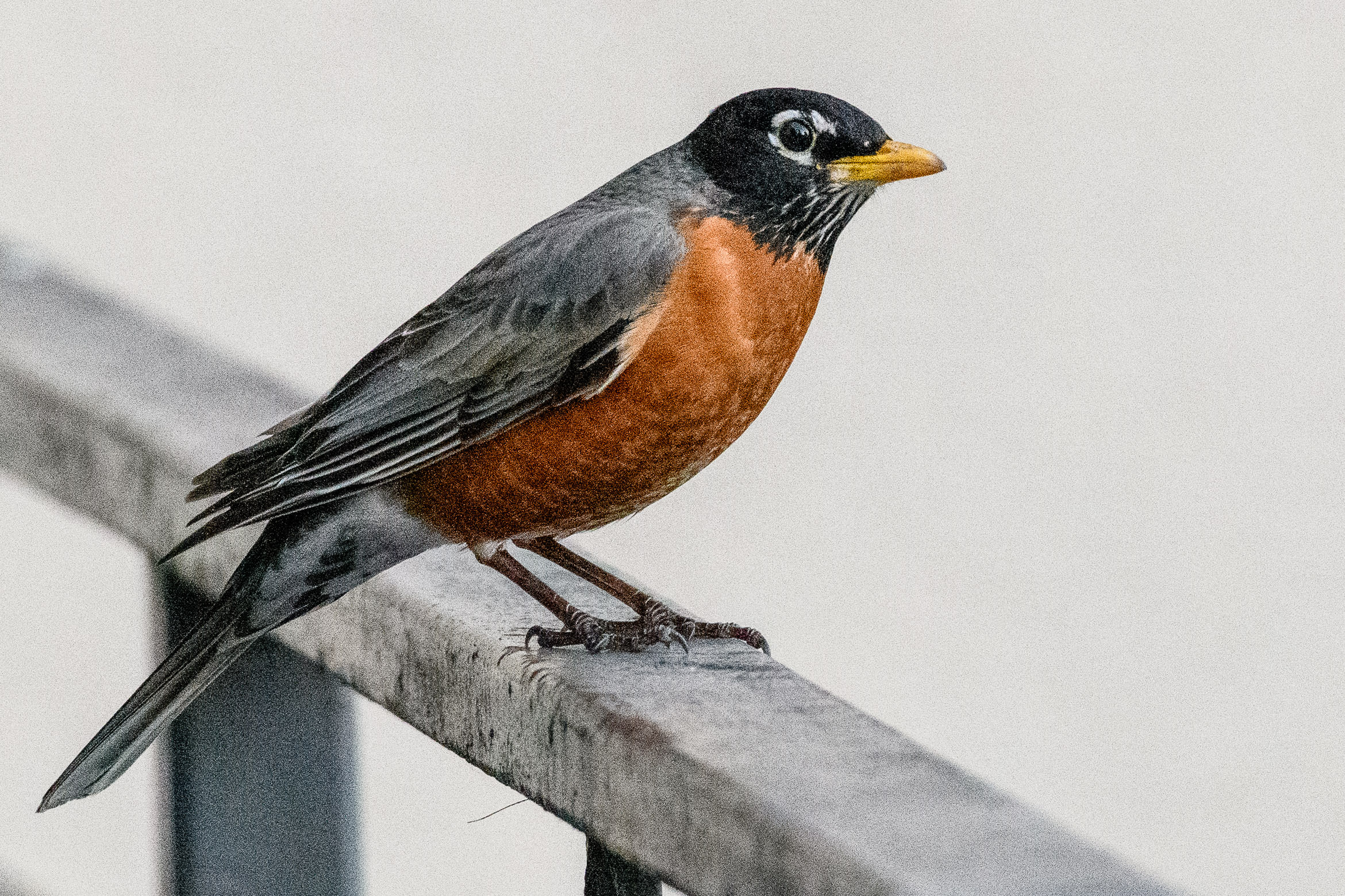 Birds of Quarantine – joshmadison.com