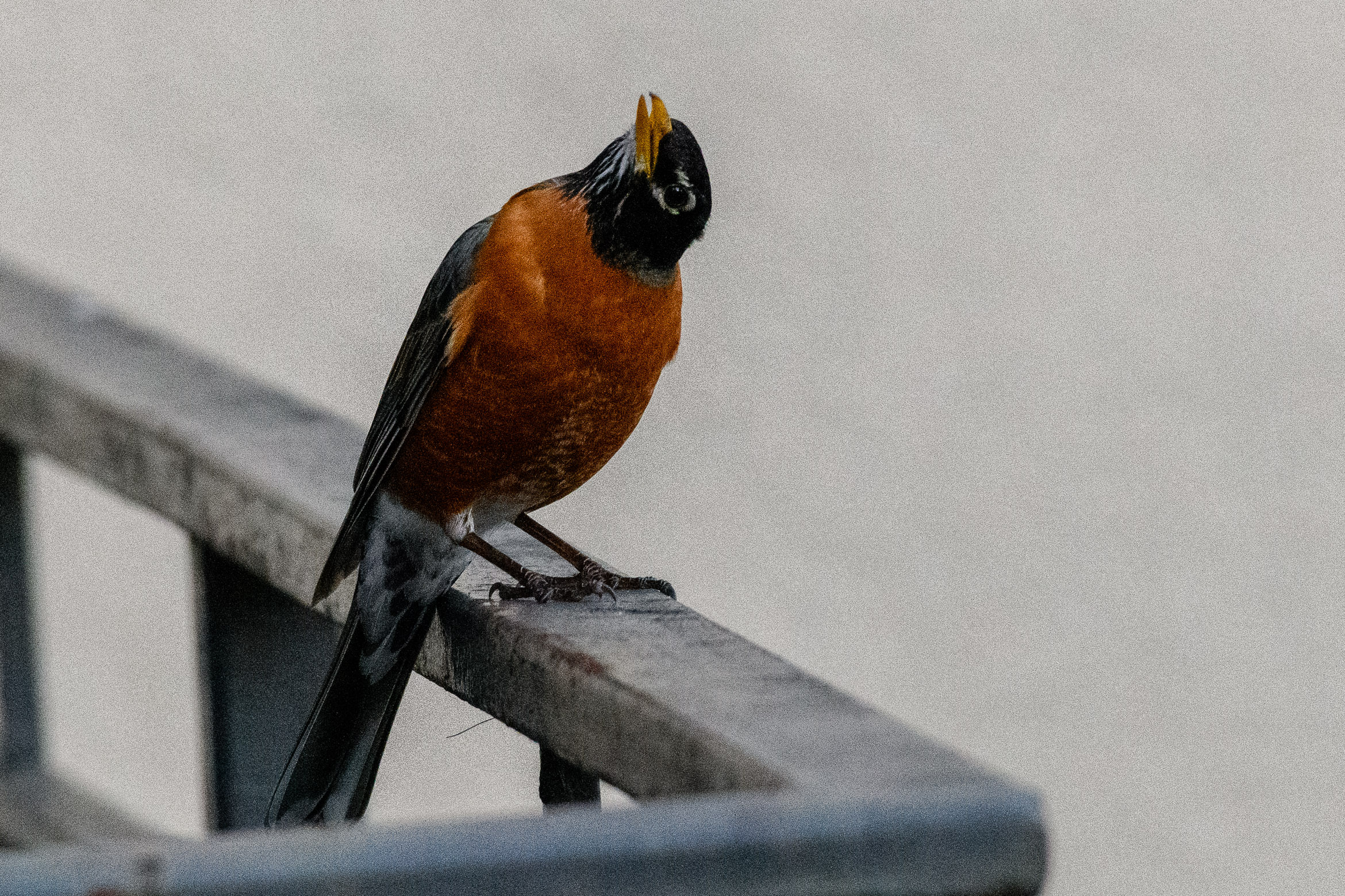 Birds of Quarantine – joshmadison.com