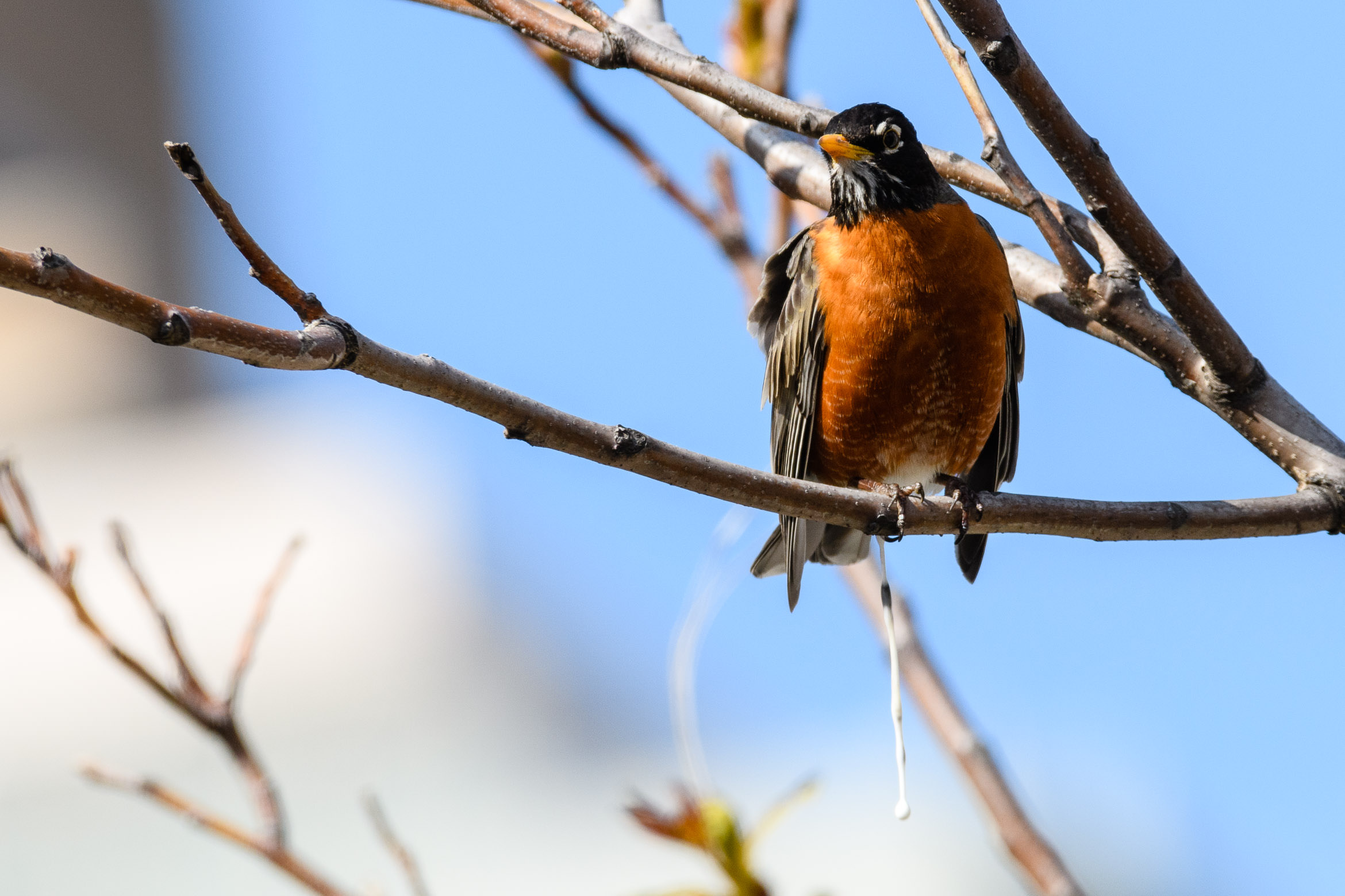 Birds of Quarantine – joshmadison.com