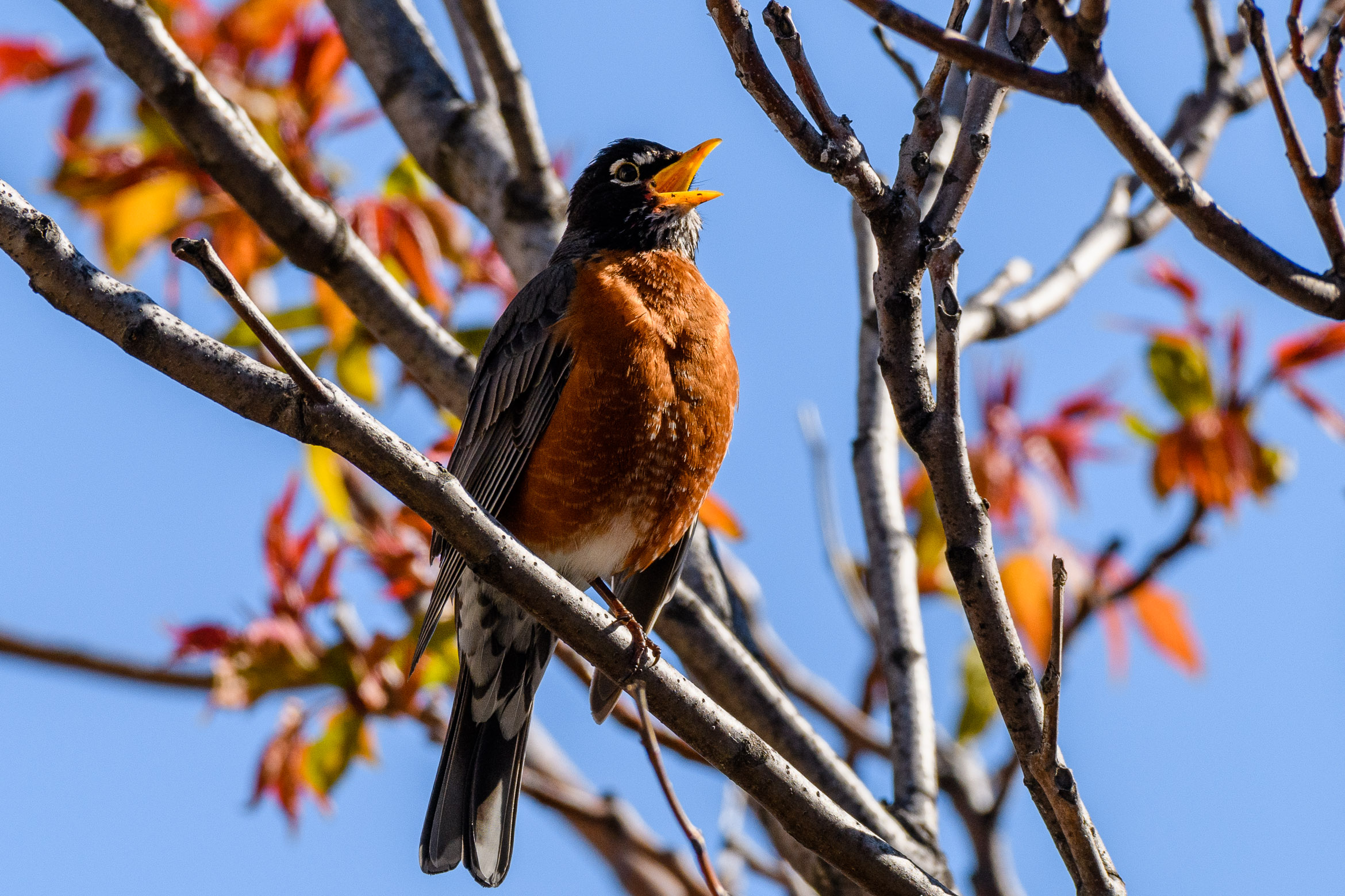 Birds of Quarantine – joshmadison.com