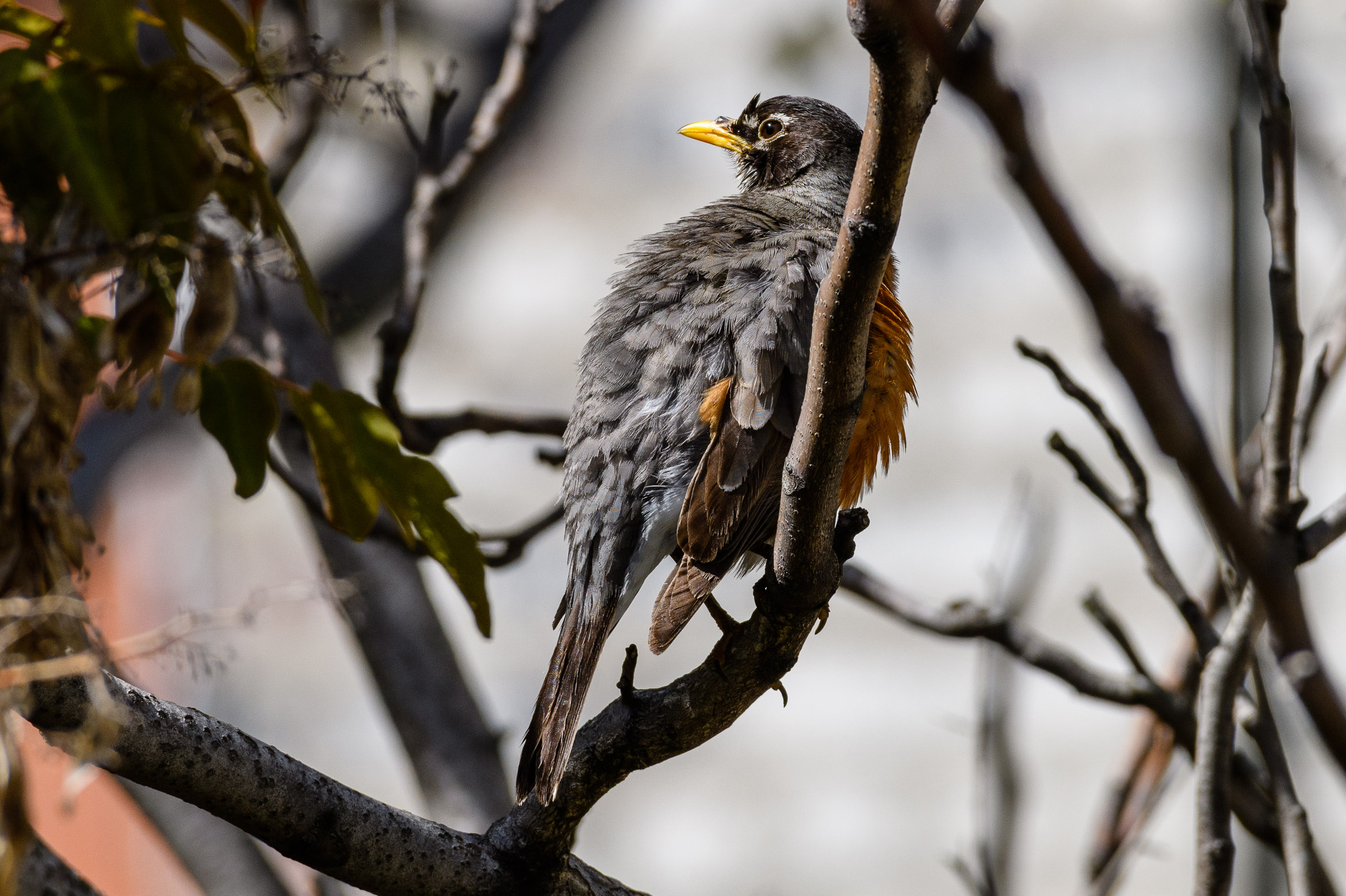 Birds of Quarantine – joshmadison.com