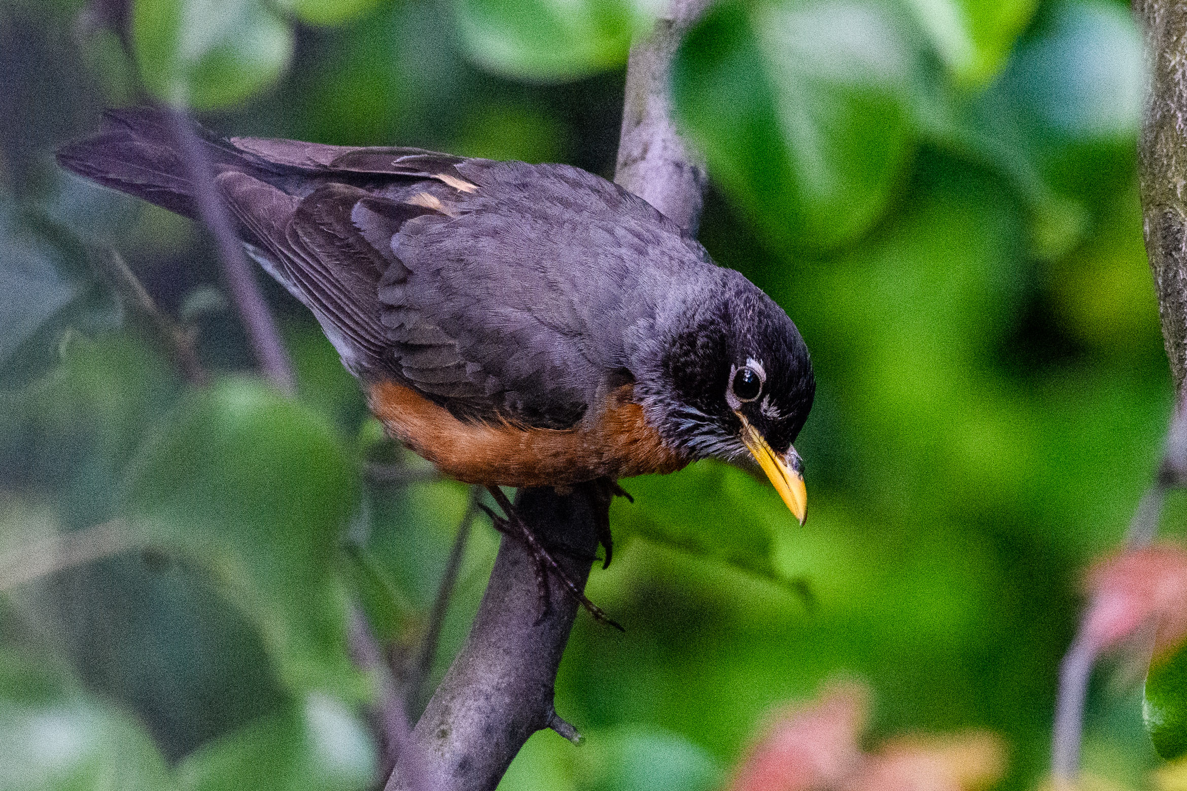 Birds of Quarantine – joshmadison.com
