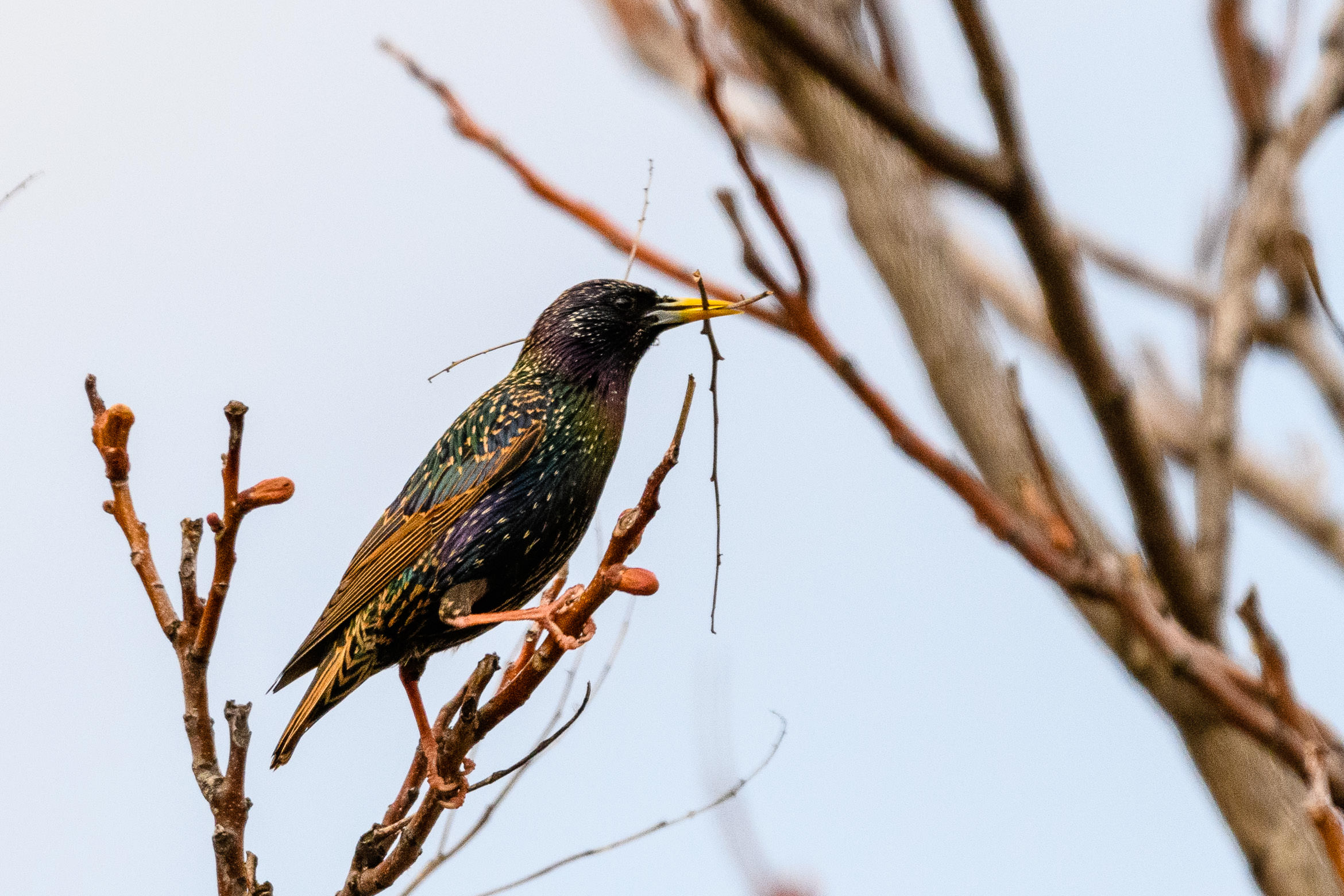 Birds of Quarantine – joshmadison.com