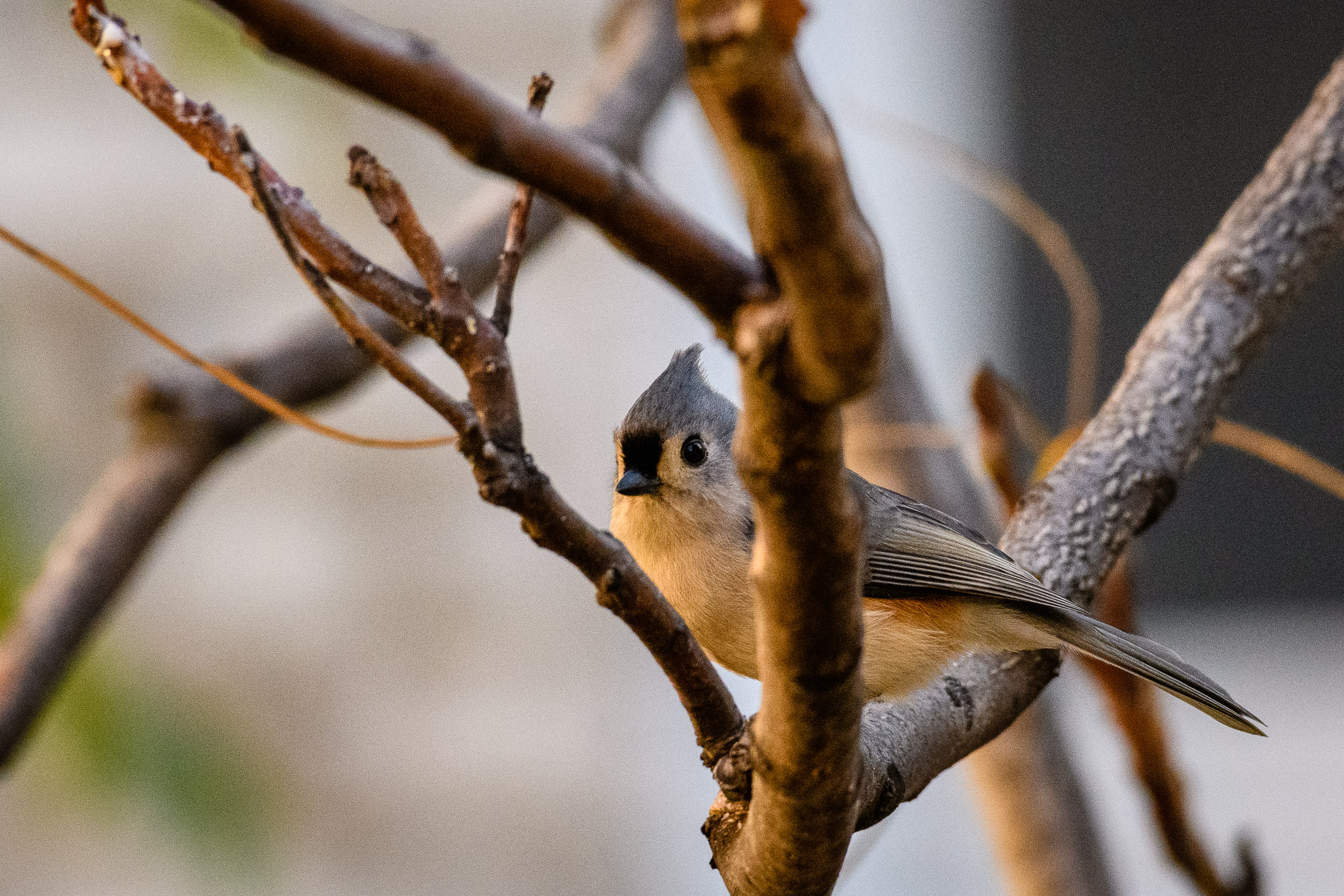 Birds of Quarantine – joshmadison.com