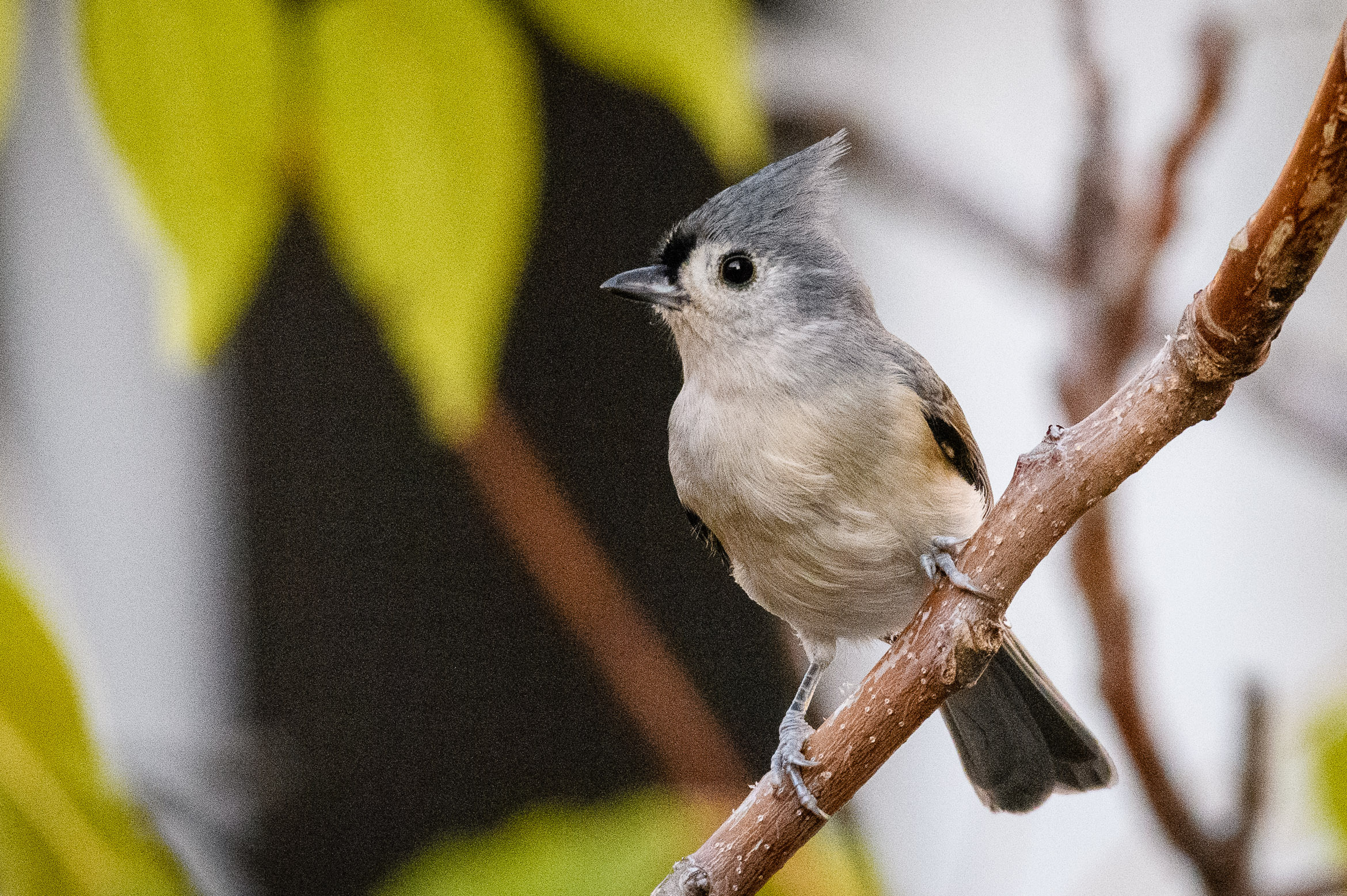 Birds of Quarantine – joshmadison.com