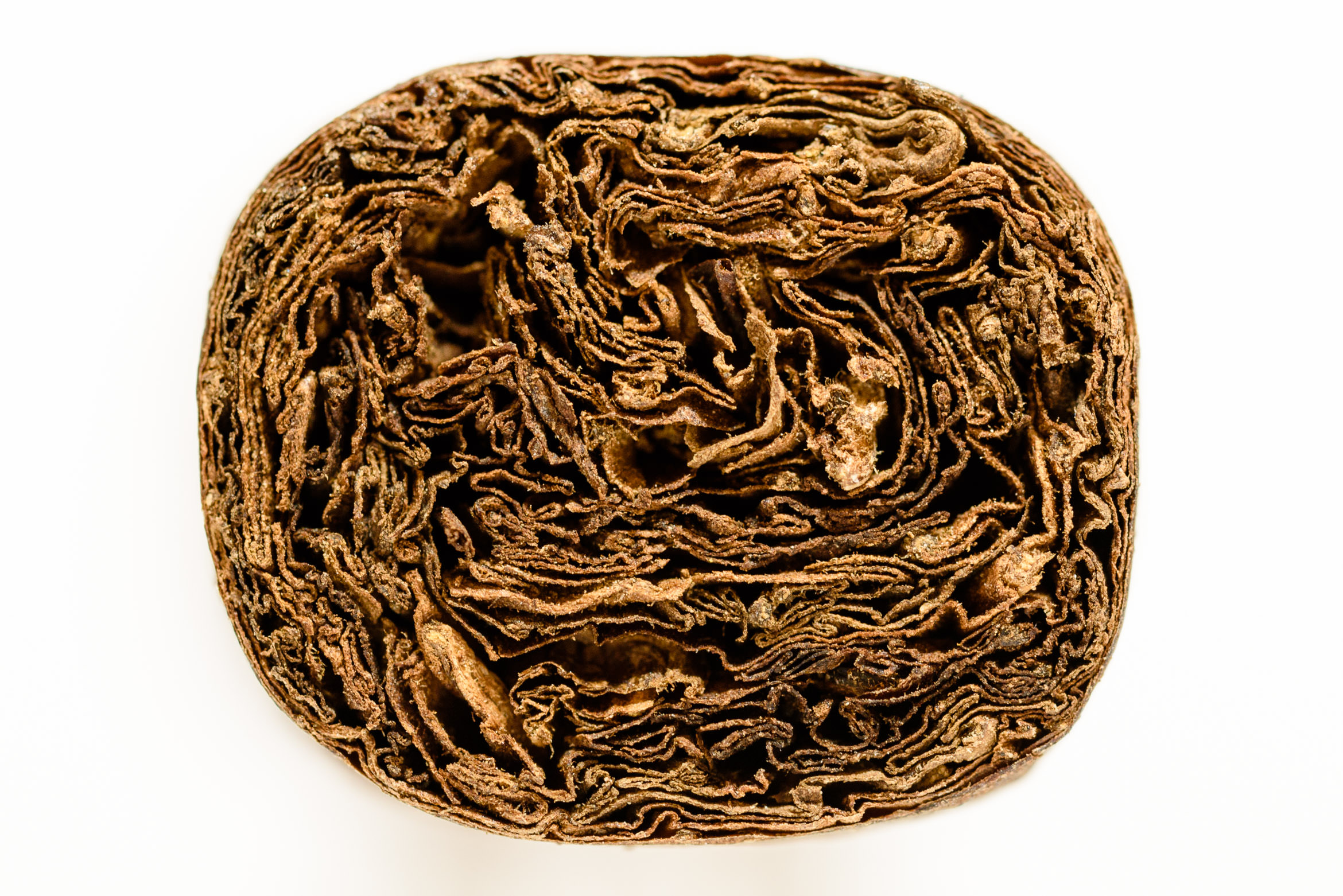 Cigar Feet Part II – joshmadison.com