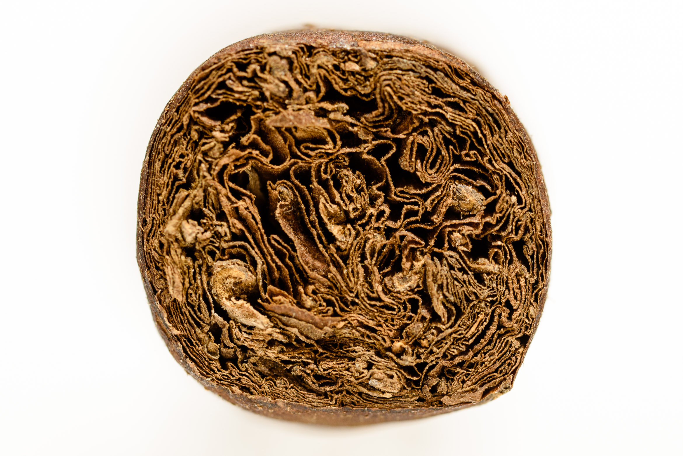 Cigar Feet Part II – joshmadison.com