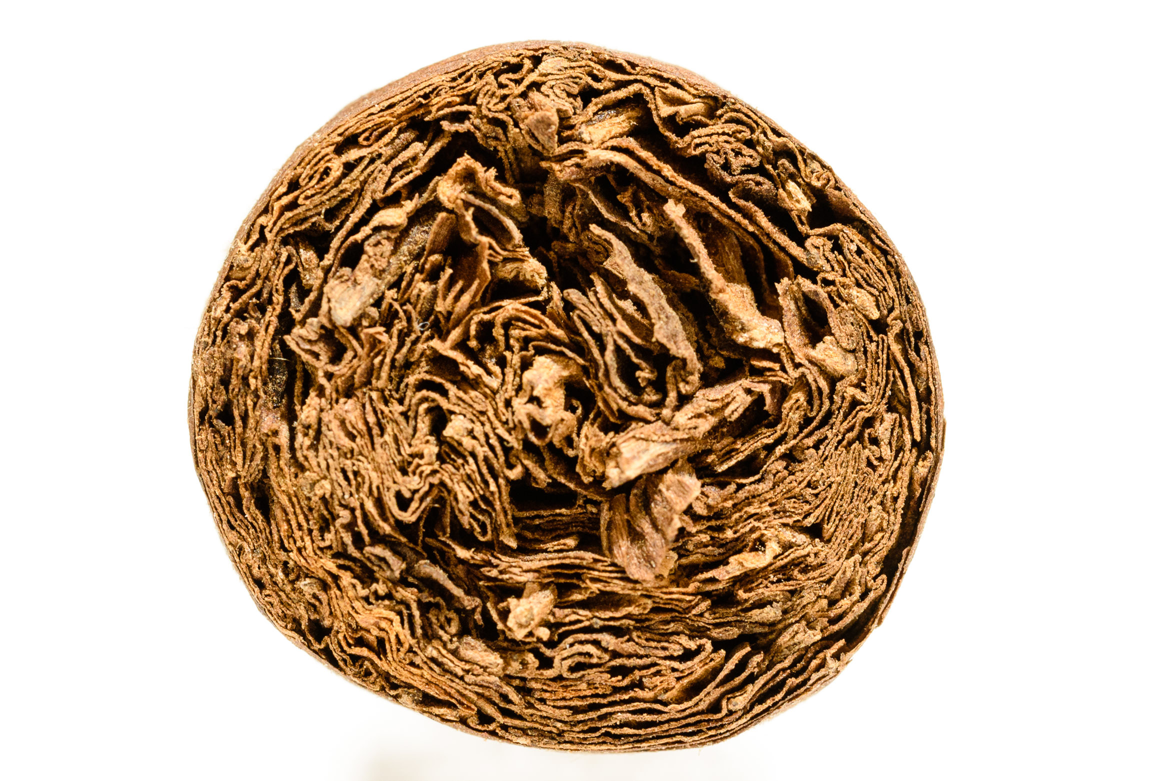 Cigar Feet Part II – joshmadison.com